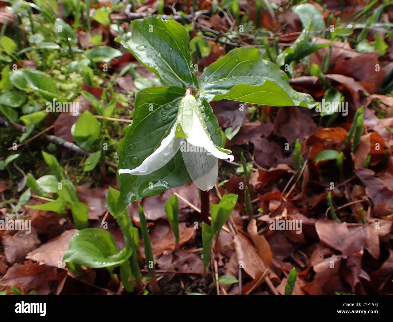Pacific trillium (Trillium ovatum Stock Photo - Alamy