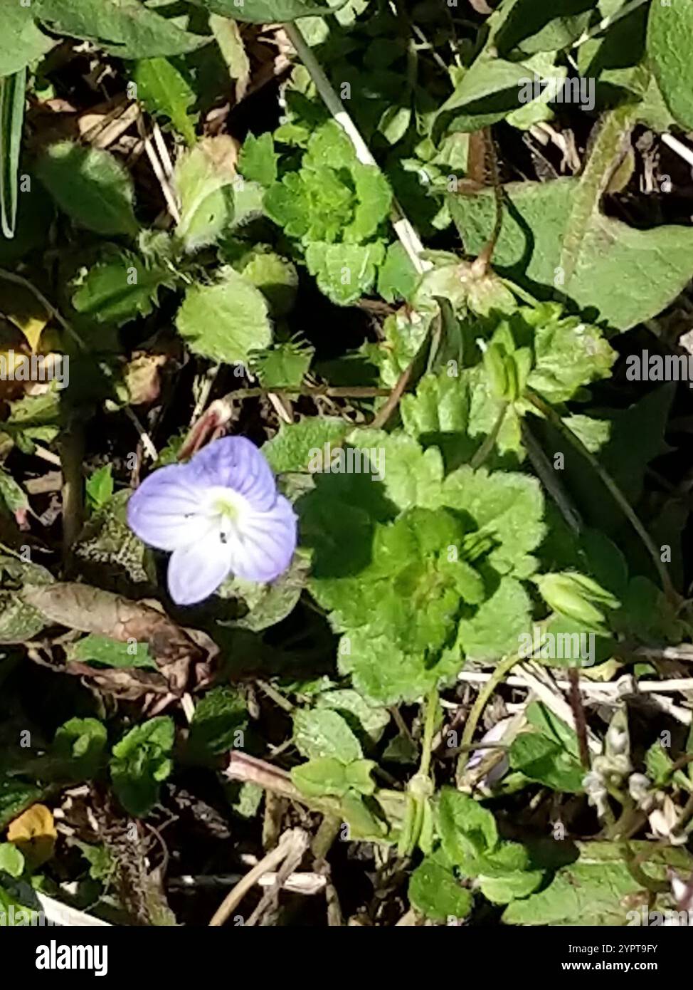 bird's-eye speedwell (Veronica persica Stock Photo - Alamy