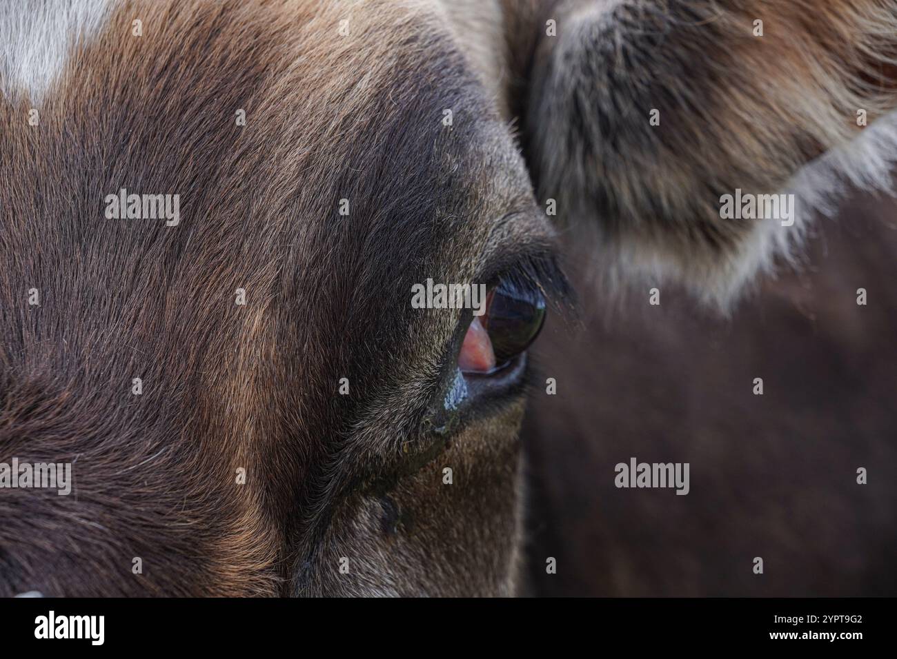 Close up cows face eye hi-res stock photography and images - Alamy
