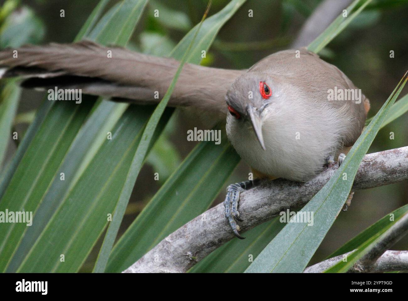 Great Lizard-Cuckoo (Coccyzus merlini Stock Photo - Alamy