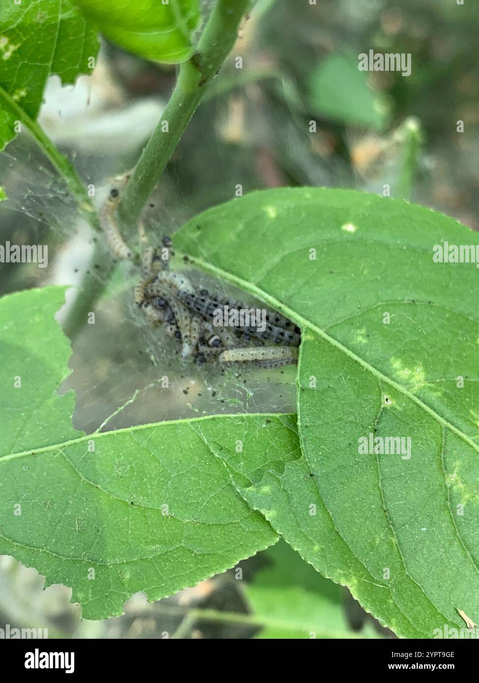 Small Ermine Moths (Yponomeuta Stock Photo - Alamy