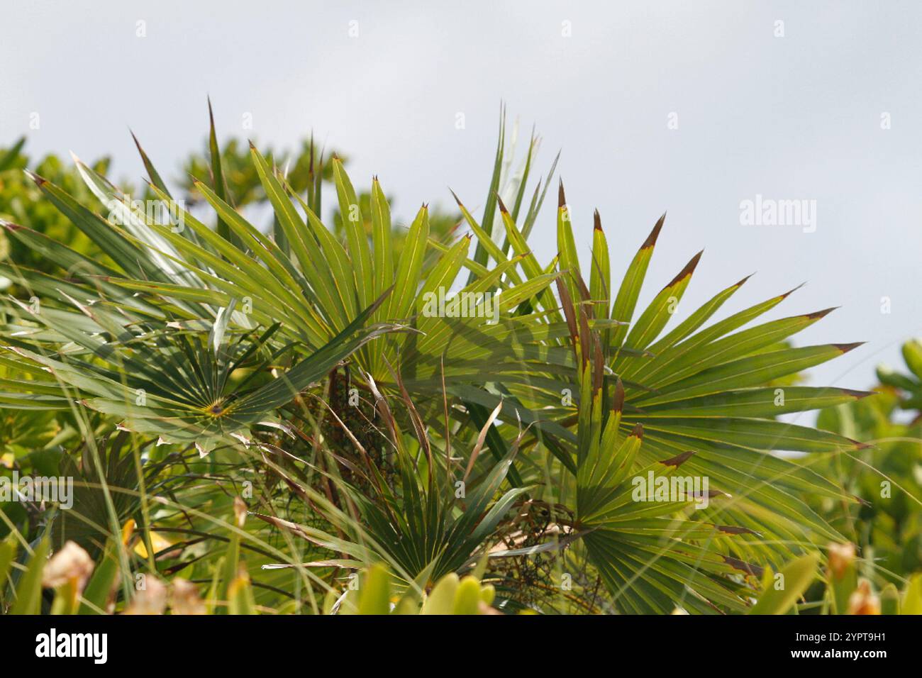 Florida Thatch Palm (Thrinax radiata Stock Photo - Alamy
