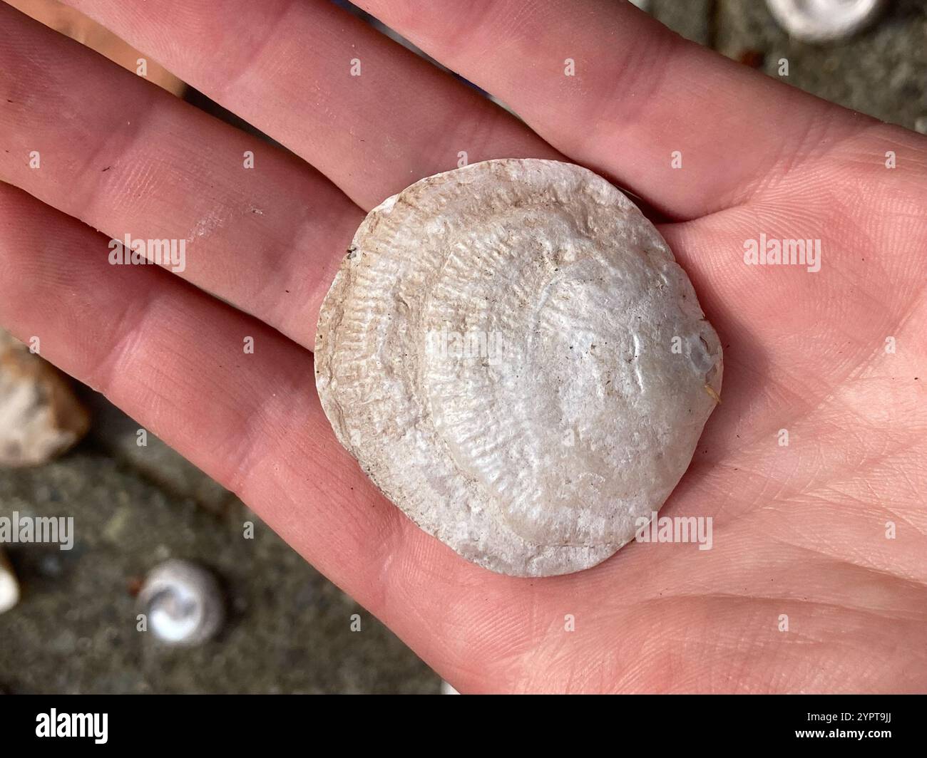 Green Falsejingle (Pododesmus macrochisma Stock Photo - Alamy