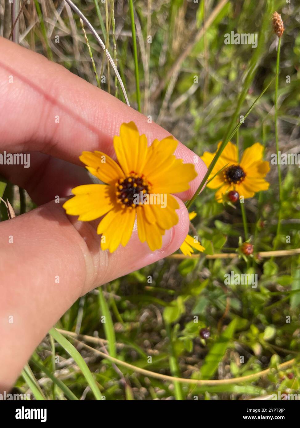 Golden Wave Tickseed (Coreopsis basalis Stock Photo - Alamy