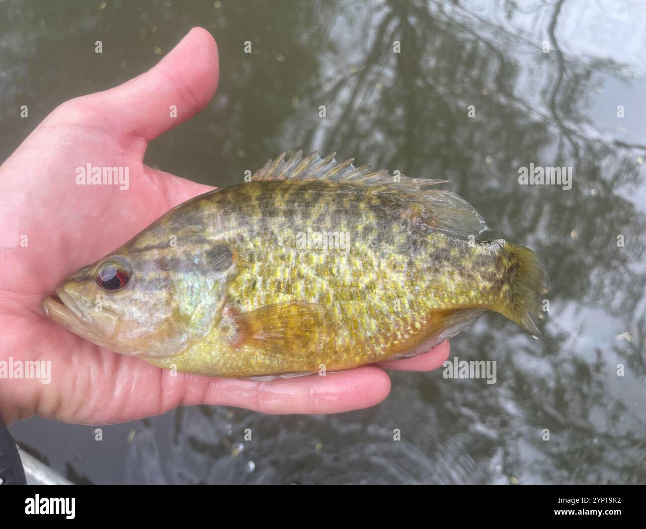 Warmouth (Lepomis gulosus Stock Photo - Alamy