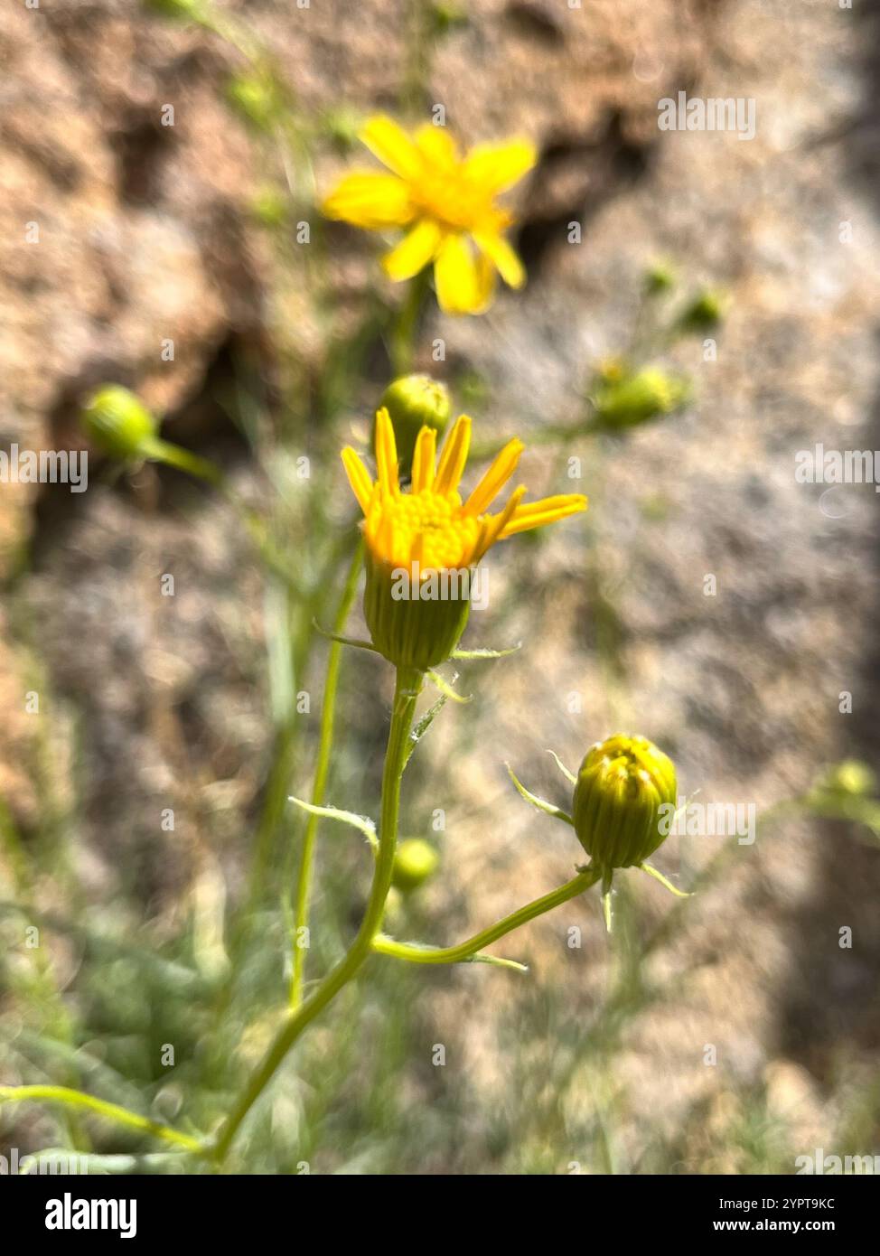threadleaf groundsel (Senecio flaccidus Stock Photo - Alamy