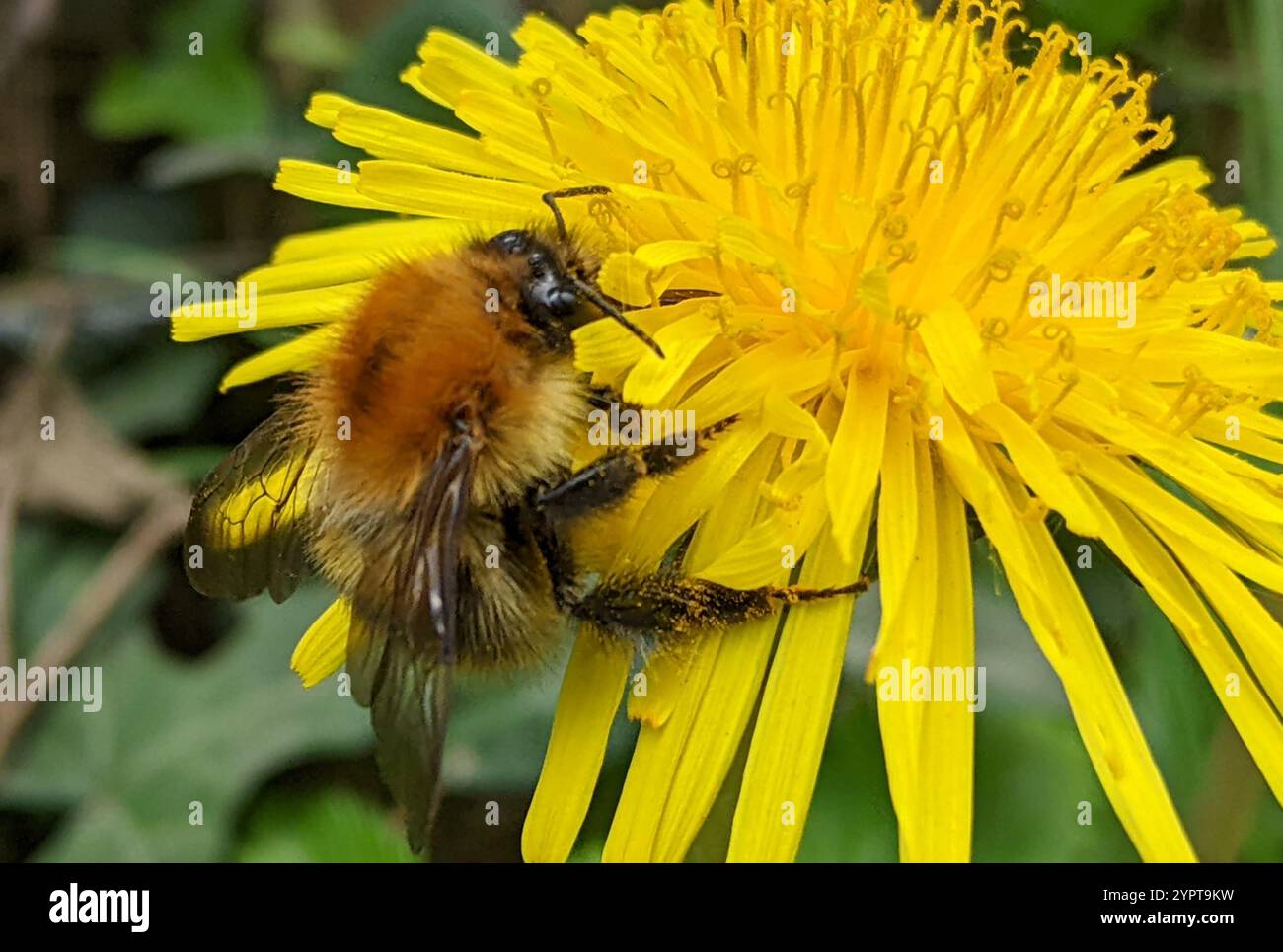Common Carder Bumble Bee (Bombus pascuorum Stock Photo - Alamy