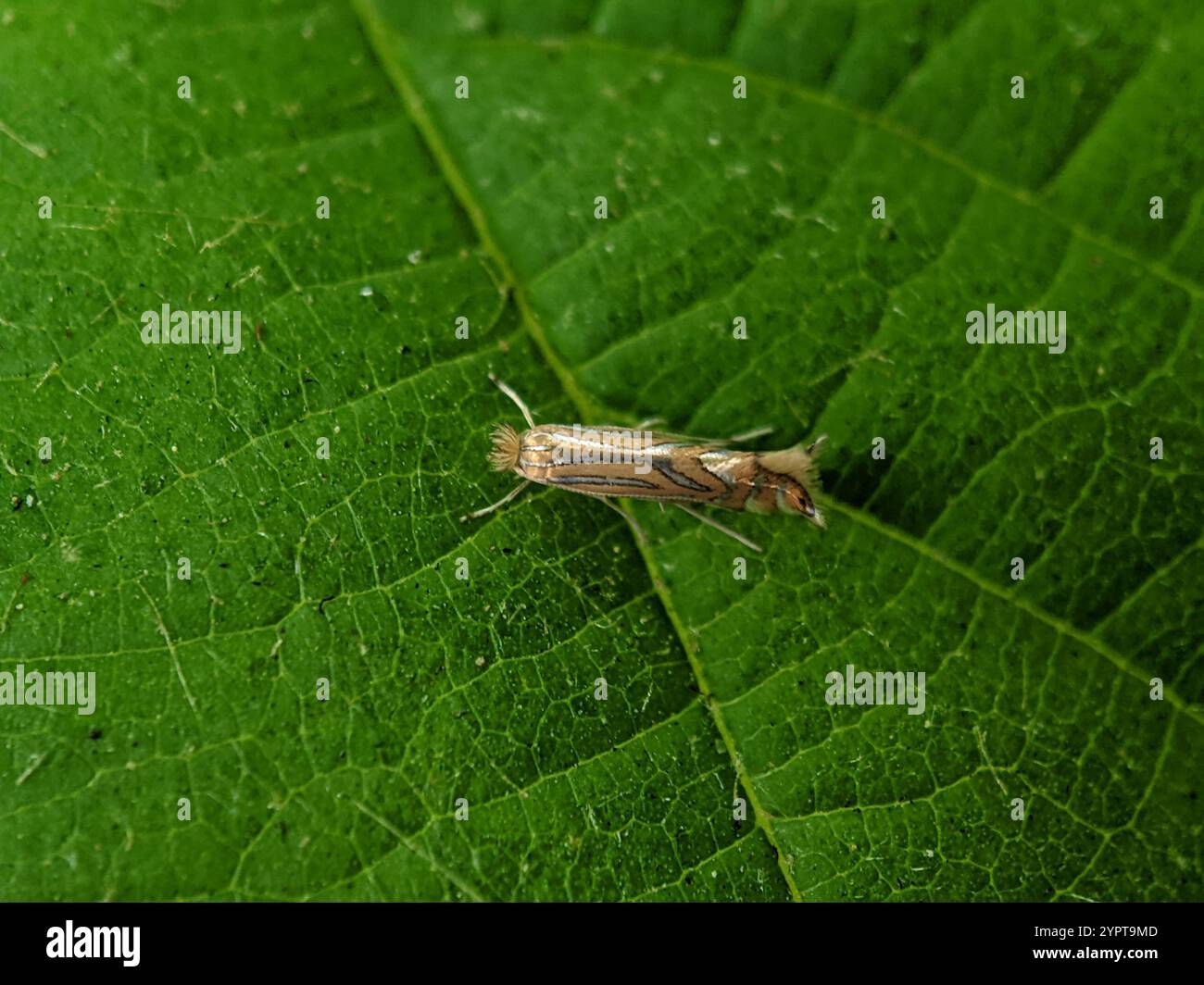 Leaf Blotch Miner Moths (Gracillariidae Stock Photo - Alamy