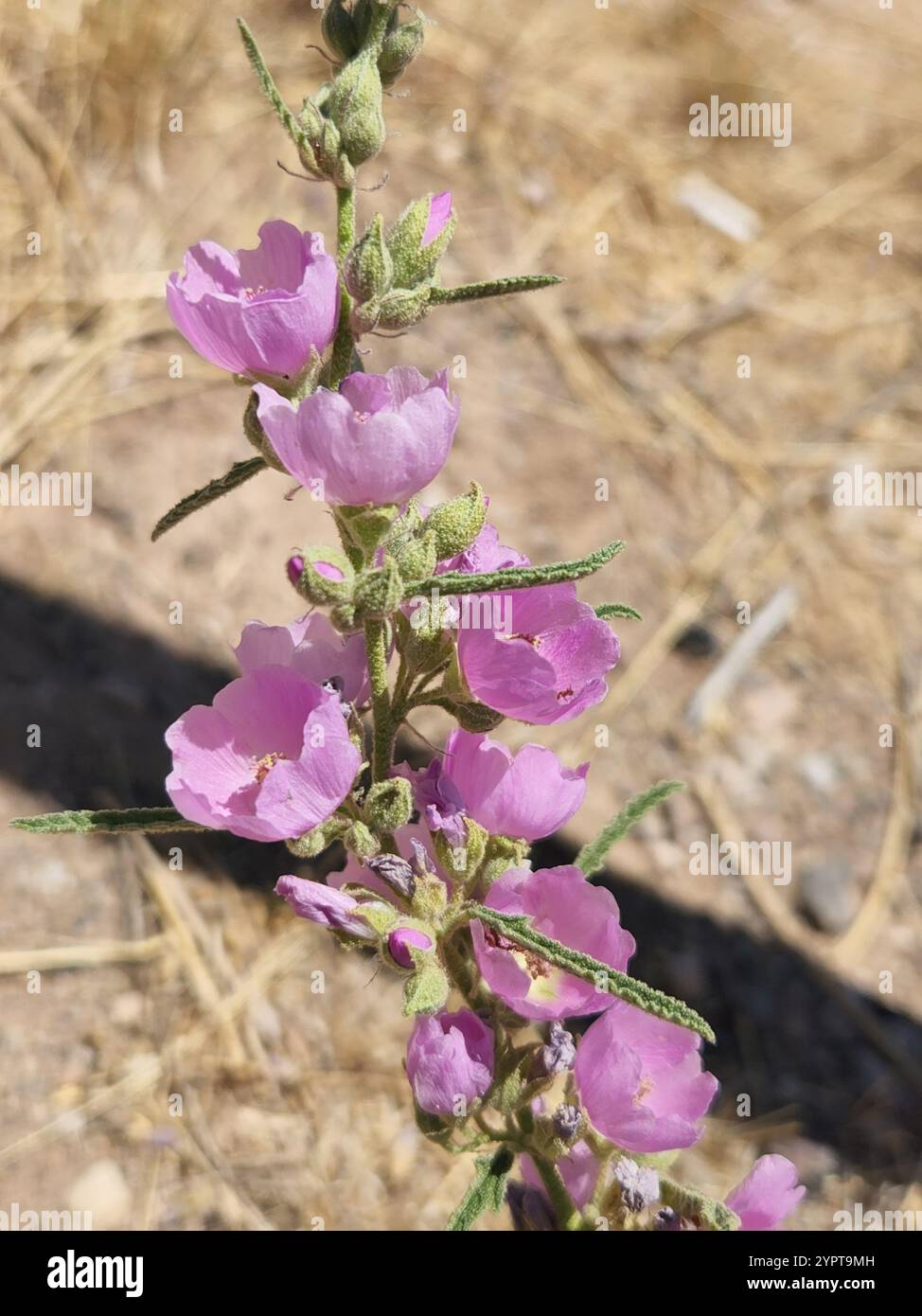 narrowleaf globemallow (Sphaeralcea angustifolia Stock Photo - Alamy