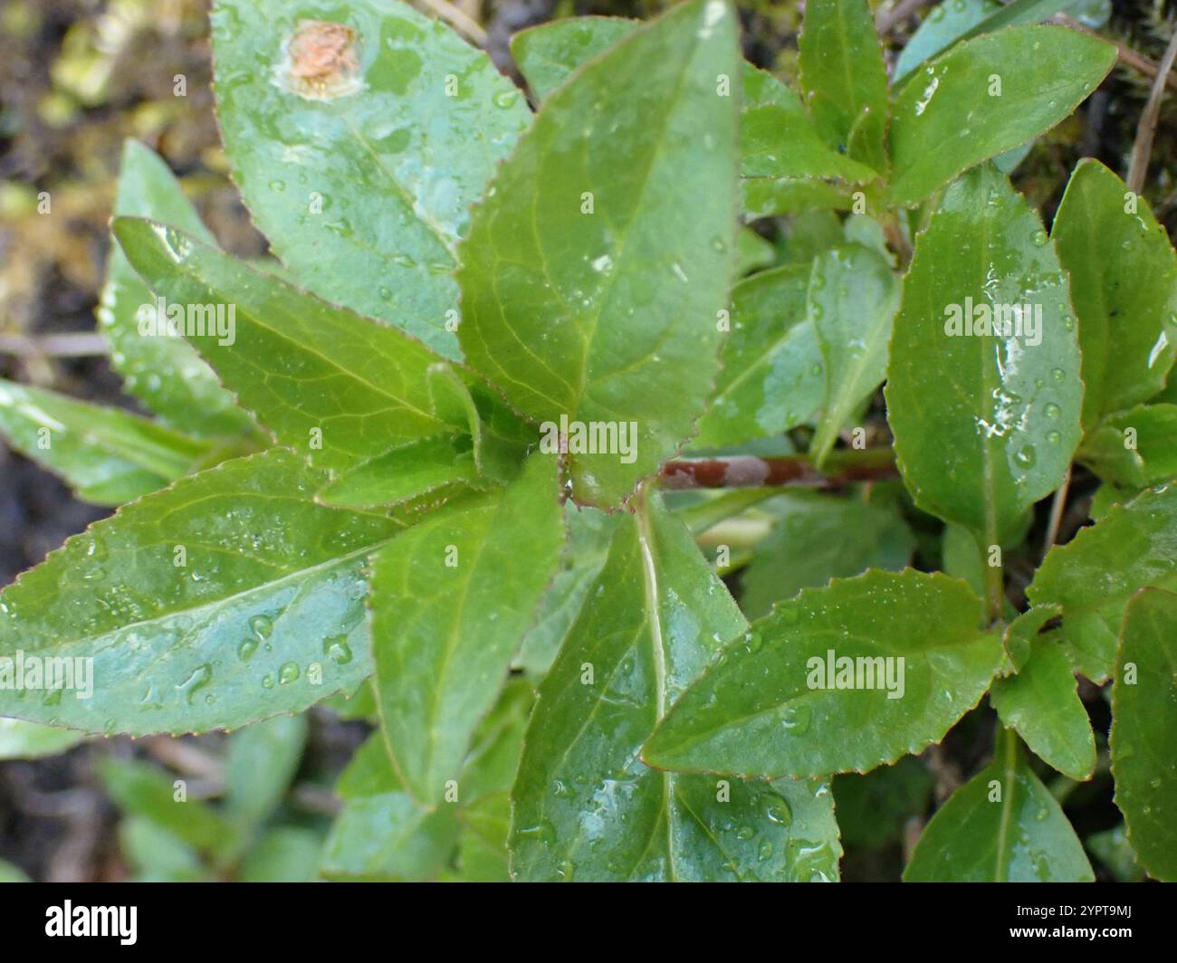Cascade Beardtongue (Penstemon serrulatus Stock Photo - Alamy