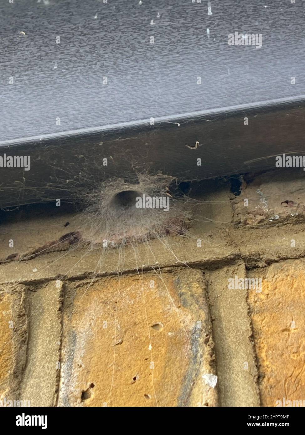Tube-dwelling Spider (Segestria florentina Stock Photo - Alamy