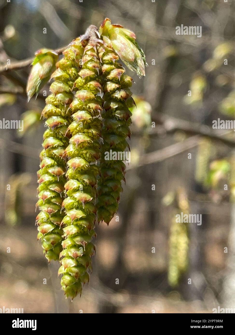 American hophornbeam (Ostrya virginiana Stock Photo - Alamy