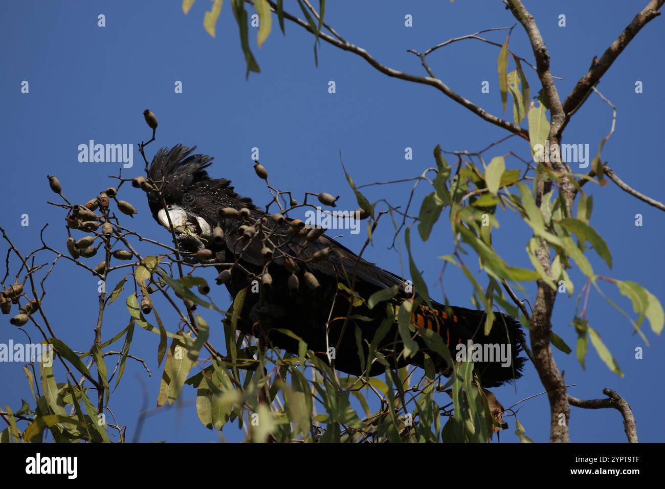 Red-tailed Black Cockatoo (Calyptorhynchus banksii Stock Photo - Alamy