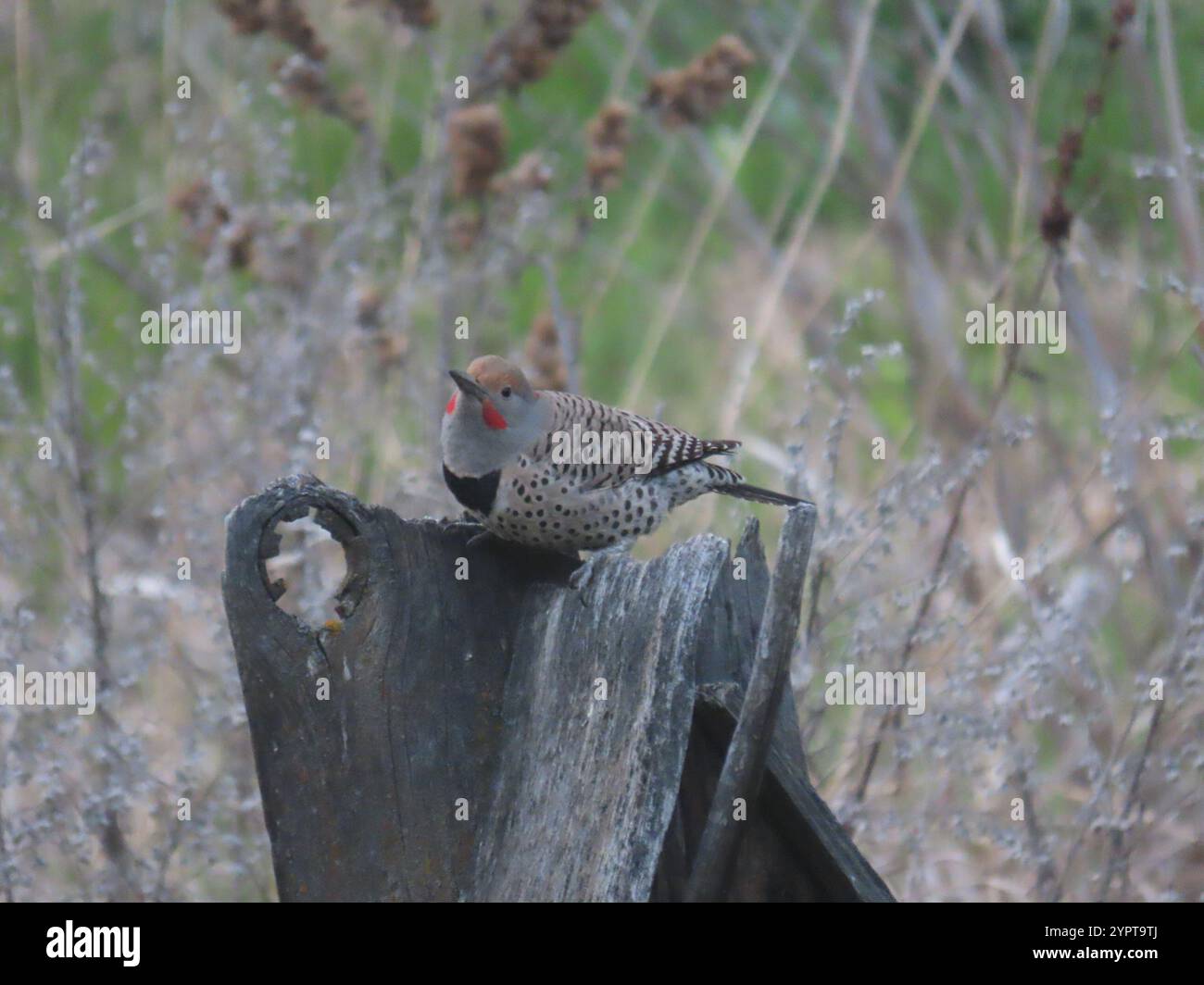 Northern Flicker (Colaptes auratus Stock Photo - Alamy