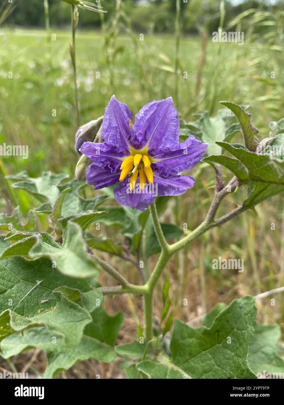 silverleaf nightshade (Solanum elaeagnifolium Stock Photo - Alamy