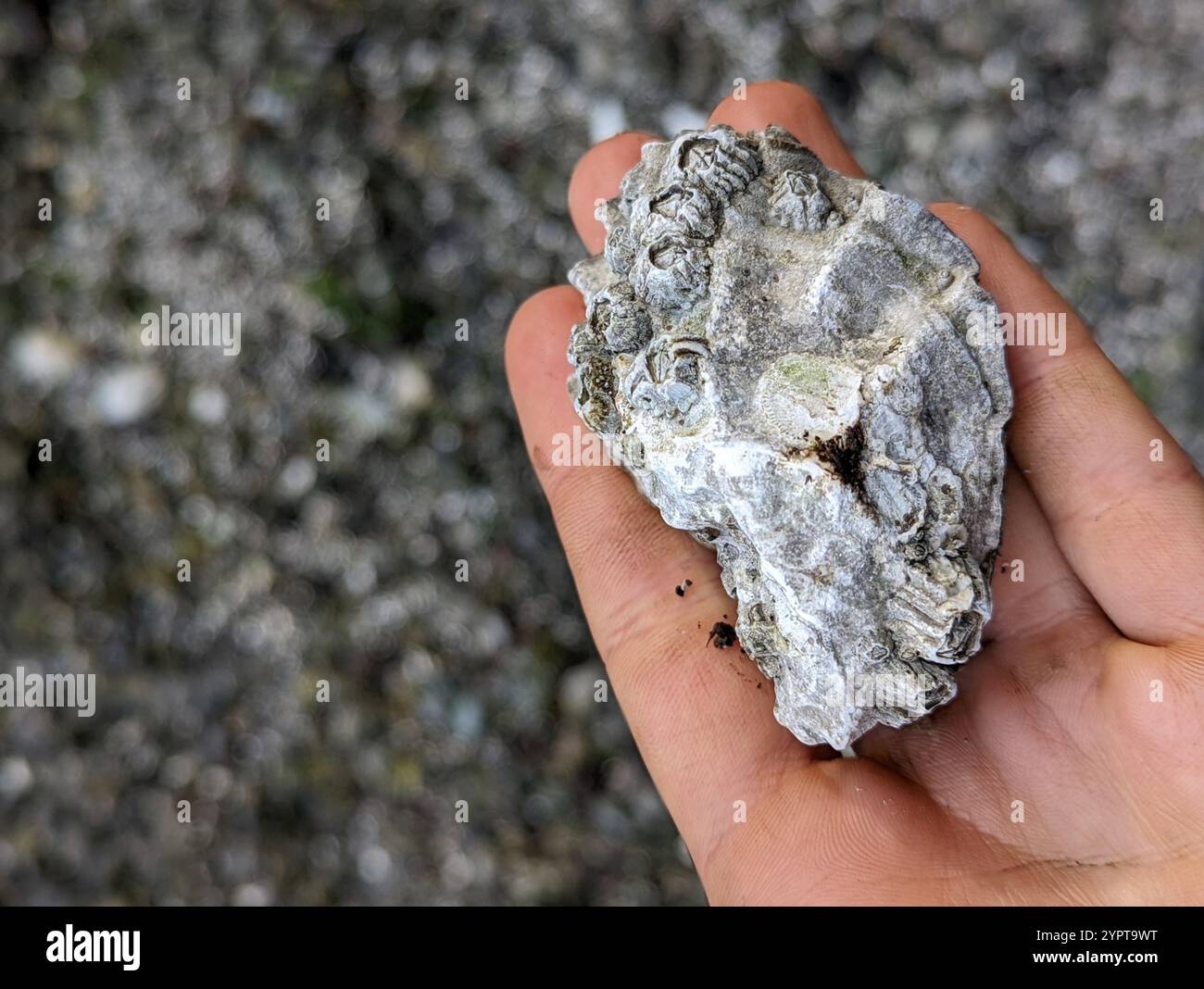 Pacific Oyster (Magallana gigas Stock Photo - Alamy