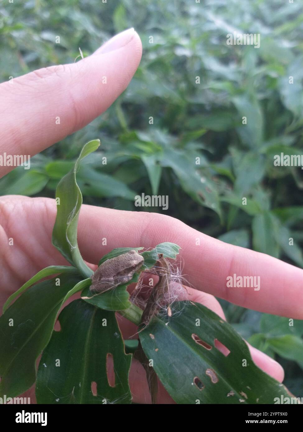 Painted Reed Frog (Hyperolius marmoratus Stock Photo - Alamy