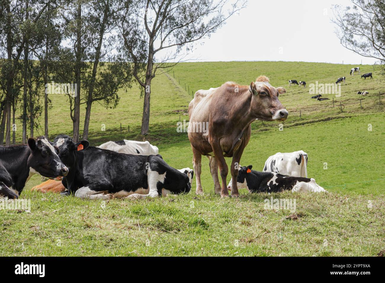 Brown cow standing in the middle of other black and white holstein cows ...