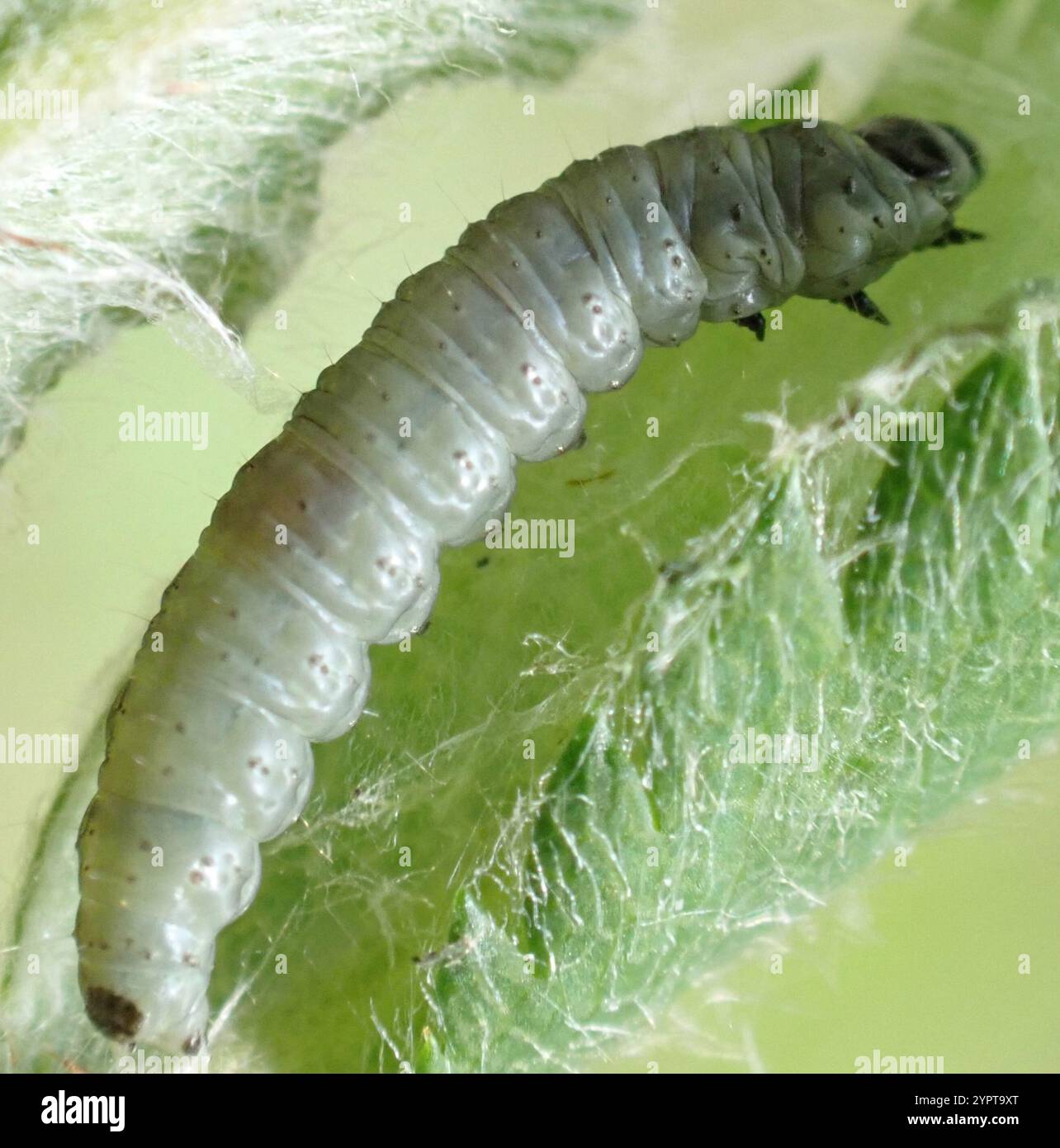 Tortricid Leafroller Moths (Tortricidae Stock Photo - Alamy