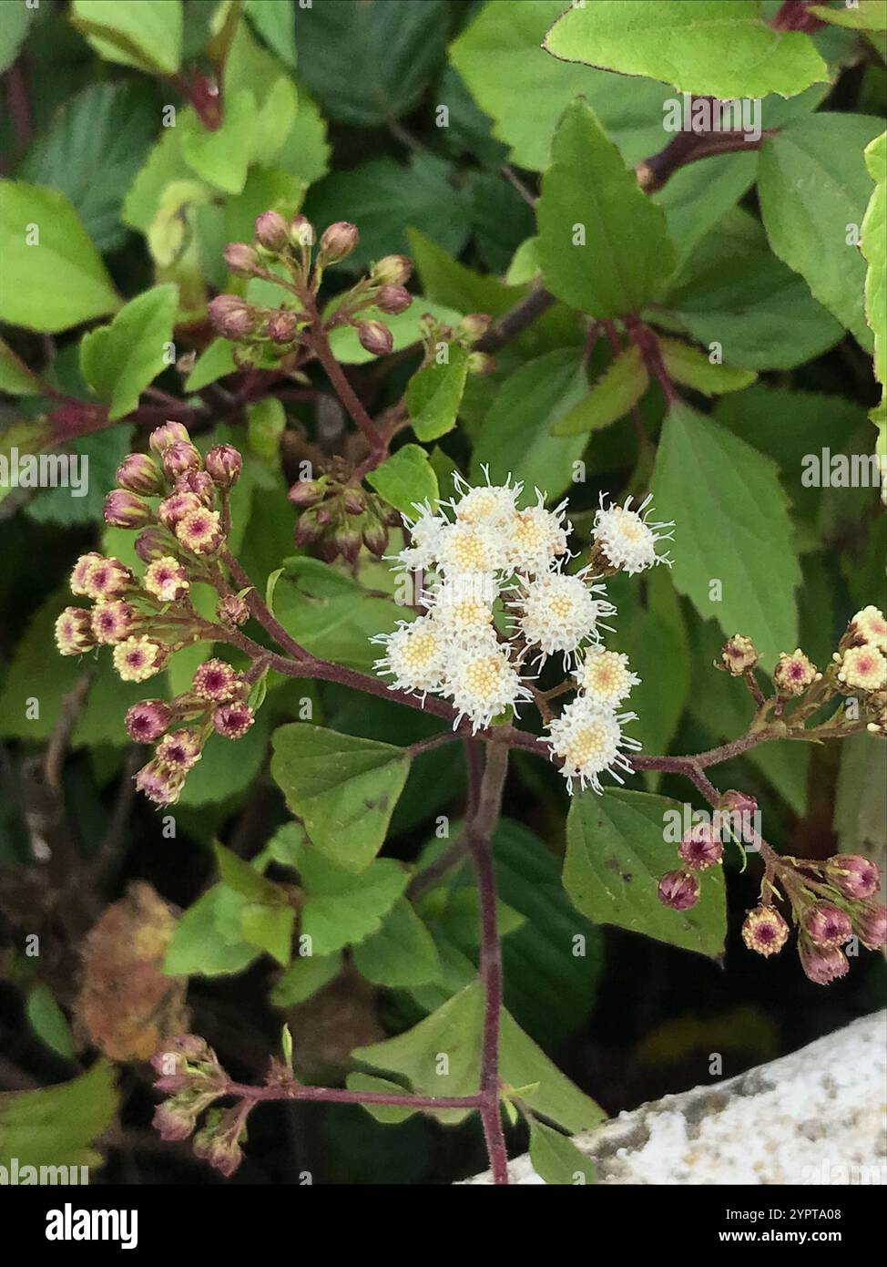 Crofton Weed (Ageratina adenophora Stock Photo - Alamy