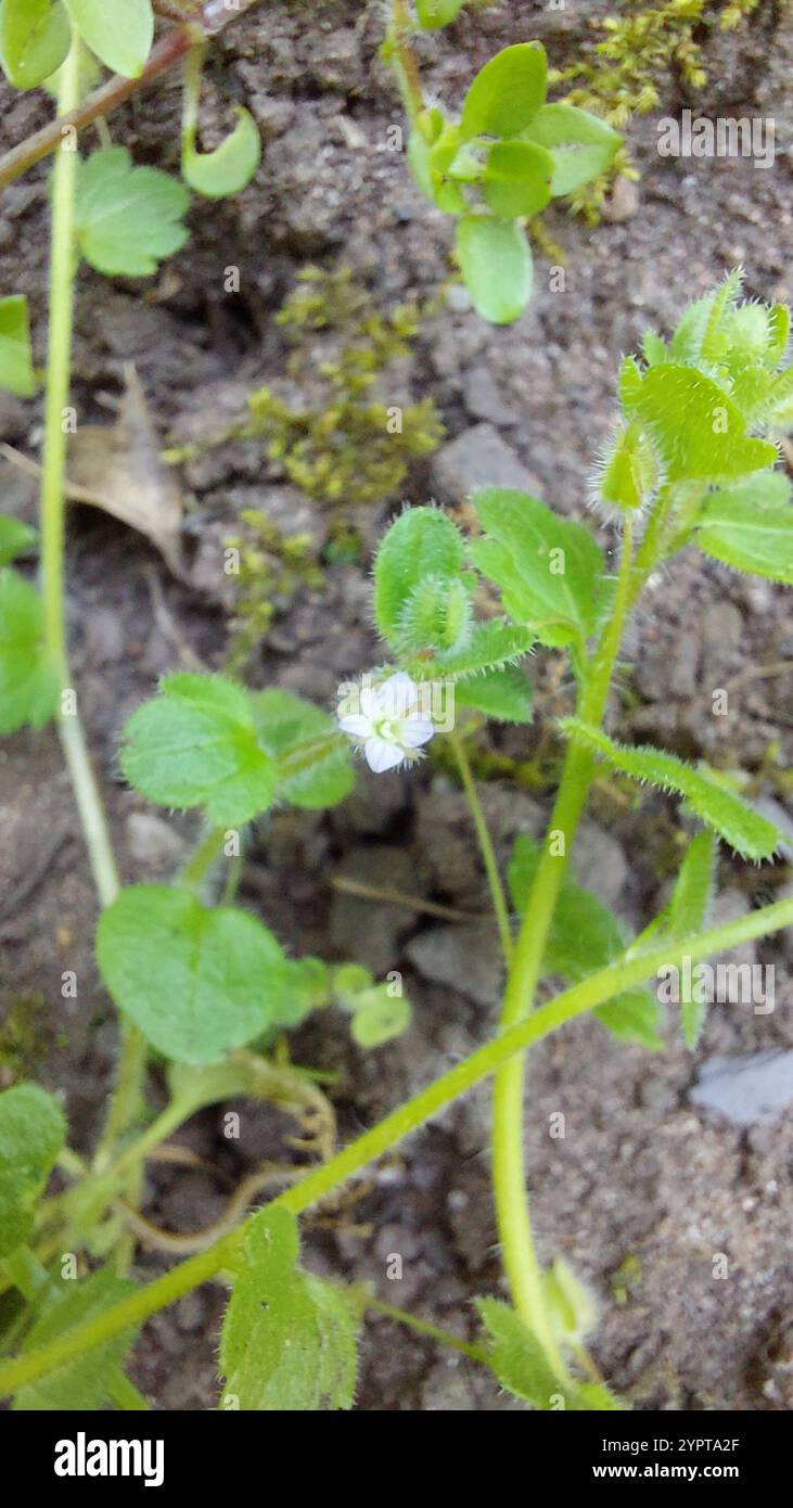 Ivy-leaved Speedwell (Veronica hederifolia Stock Photo - Alamy
