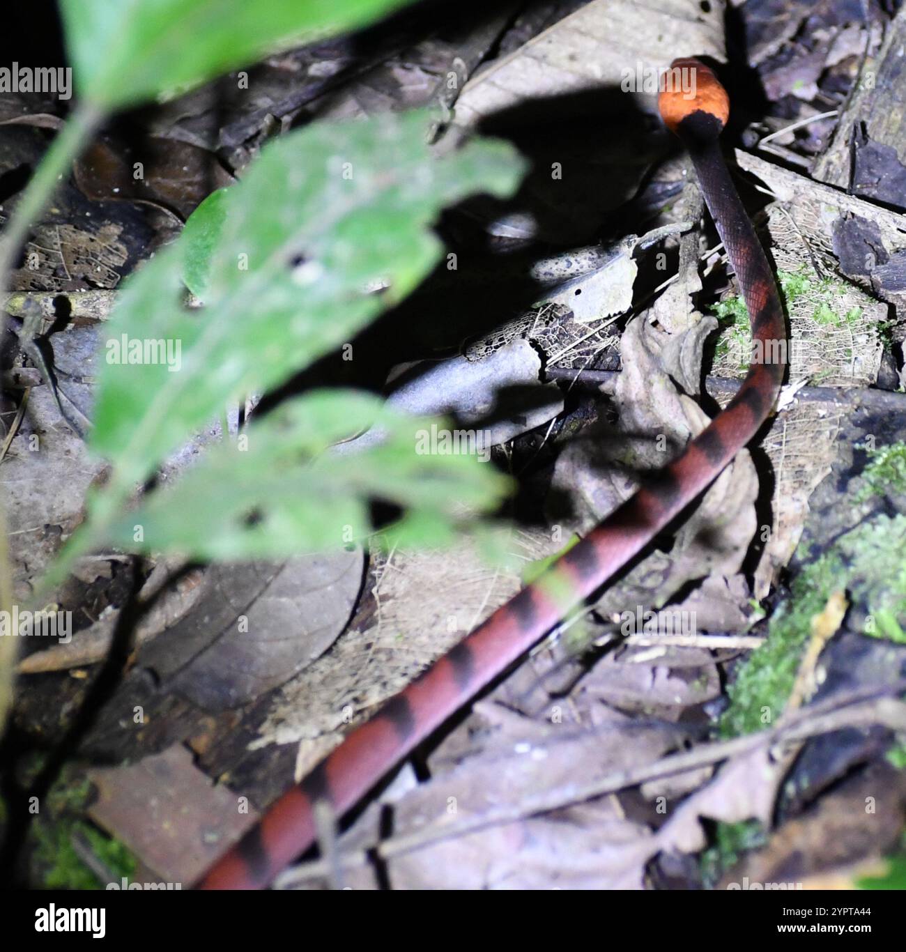 Tropical Flat Snake (Siphlophis compressus Stock Photo - Alamy