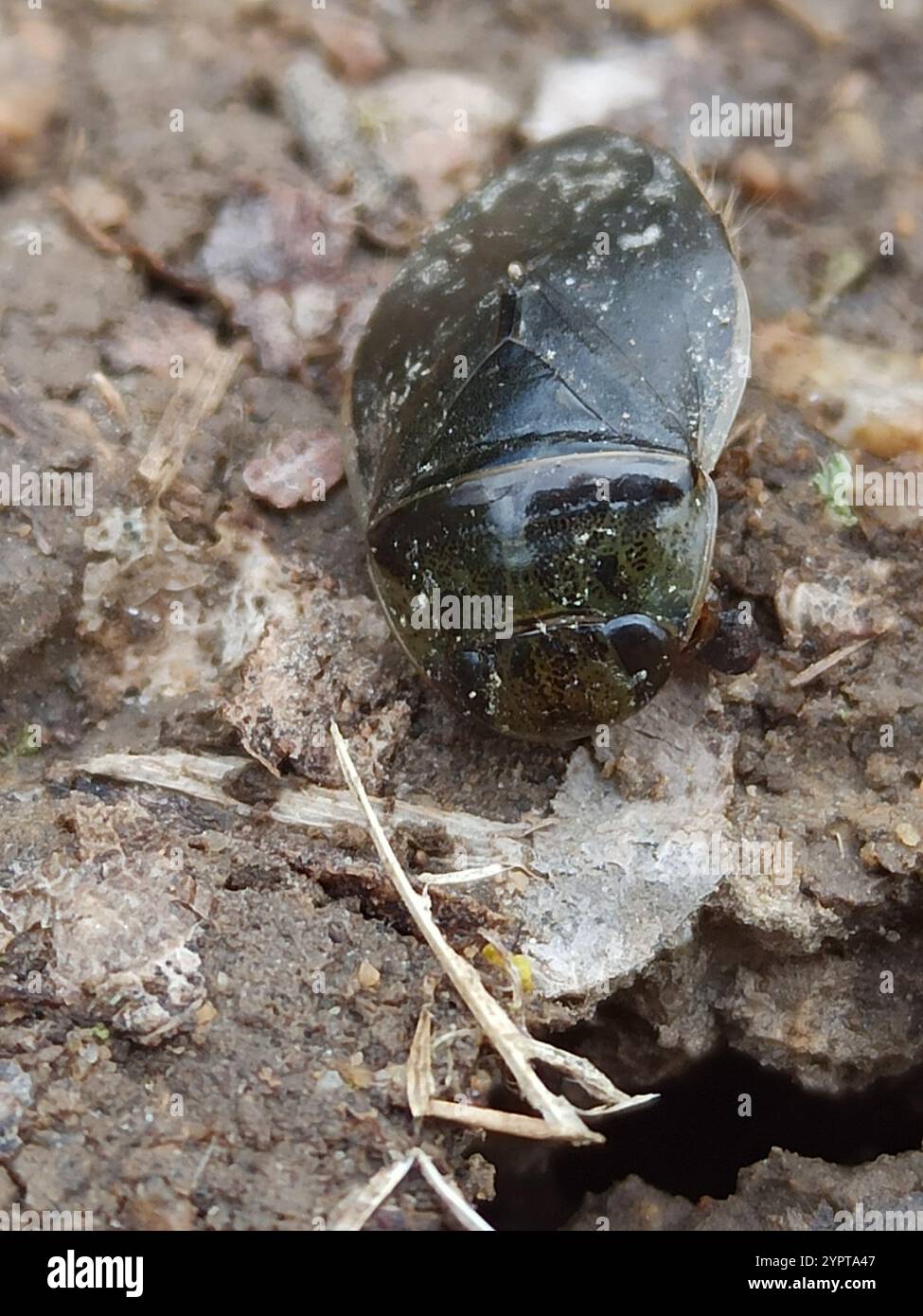 Saucer bug hi-res stock photography and images - Alamy