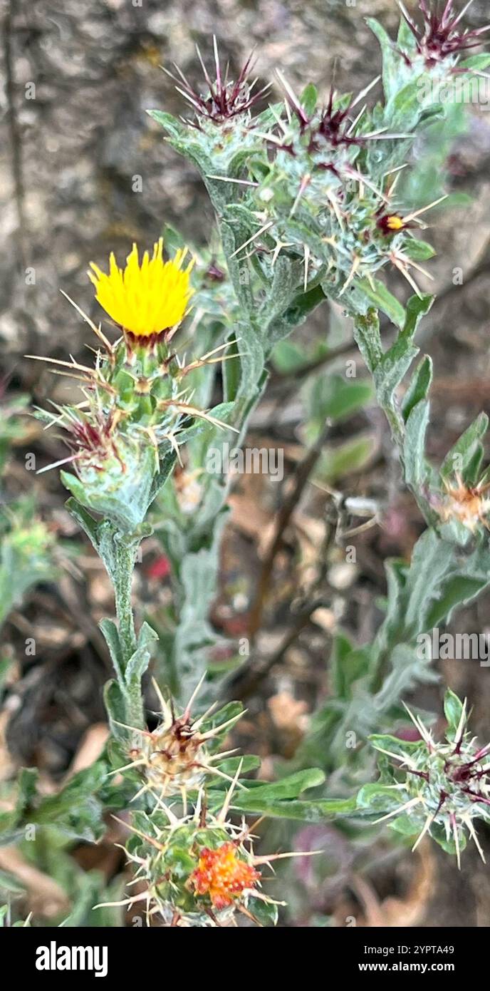 Maltese star-thistle (Centaurea melitensis Stock Photo - Alamy