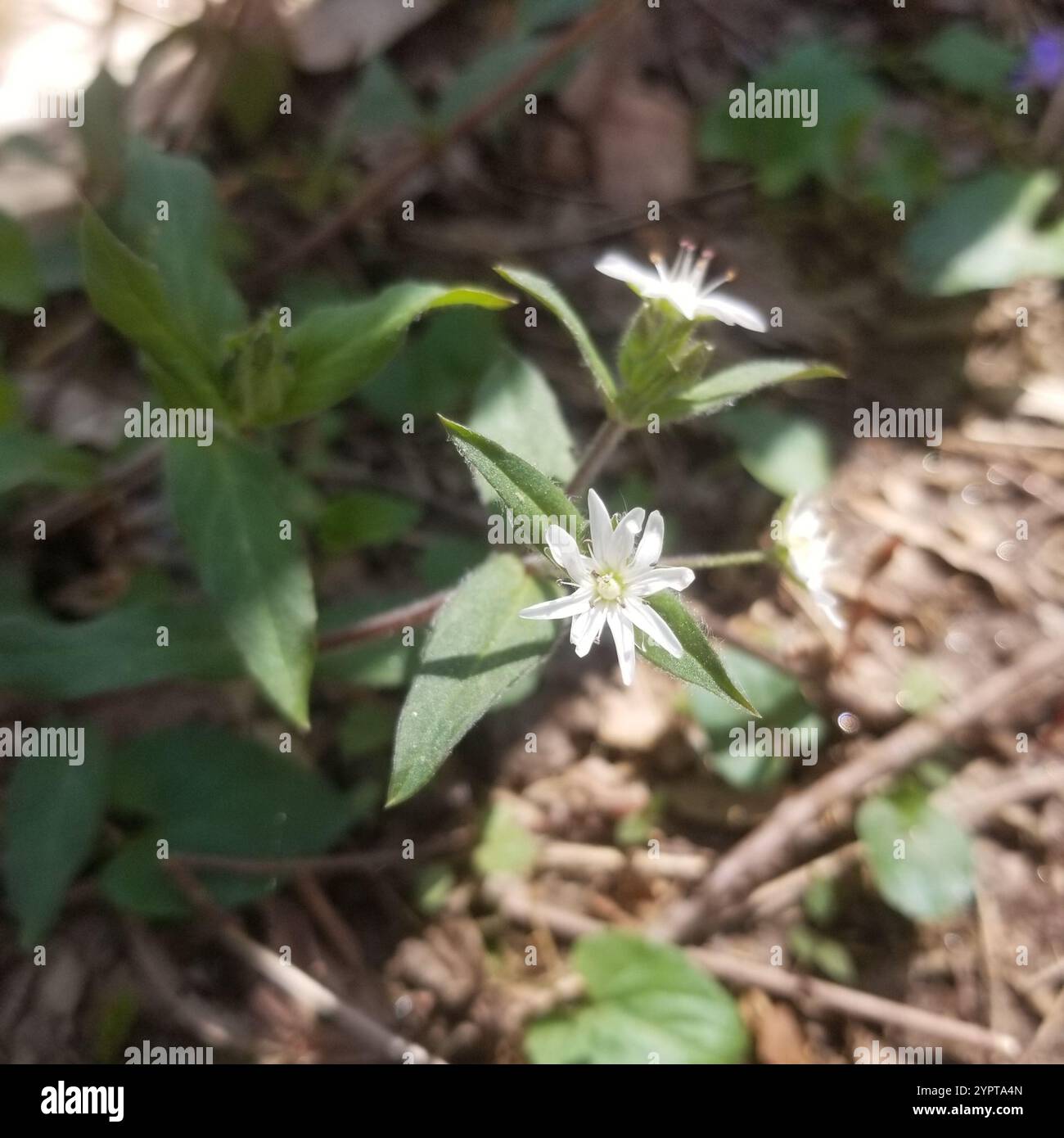 star chickweed (Stellaria pubera Stock Photo - Alamy