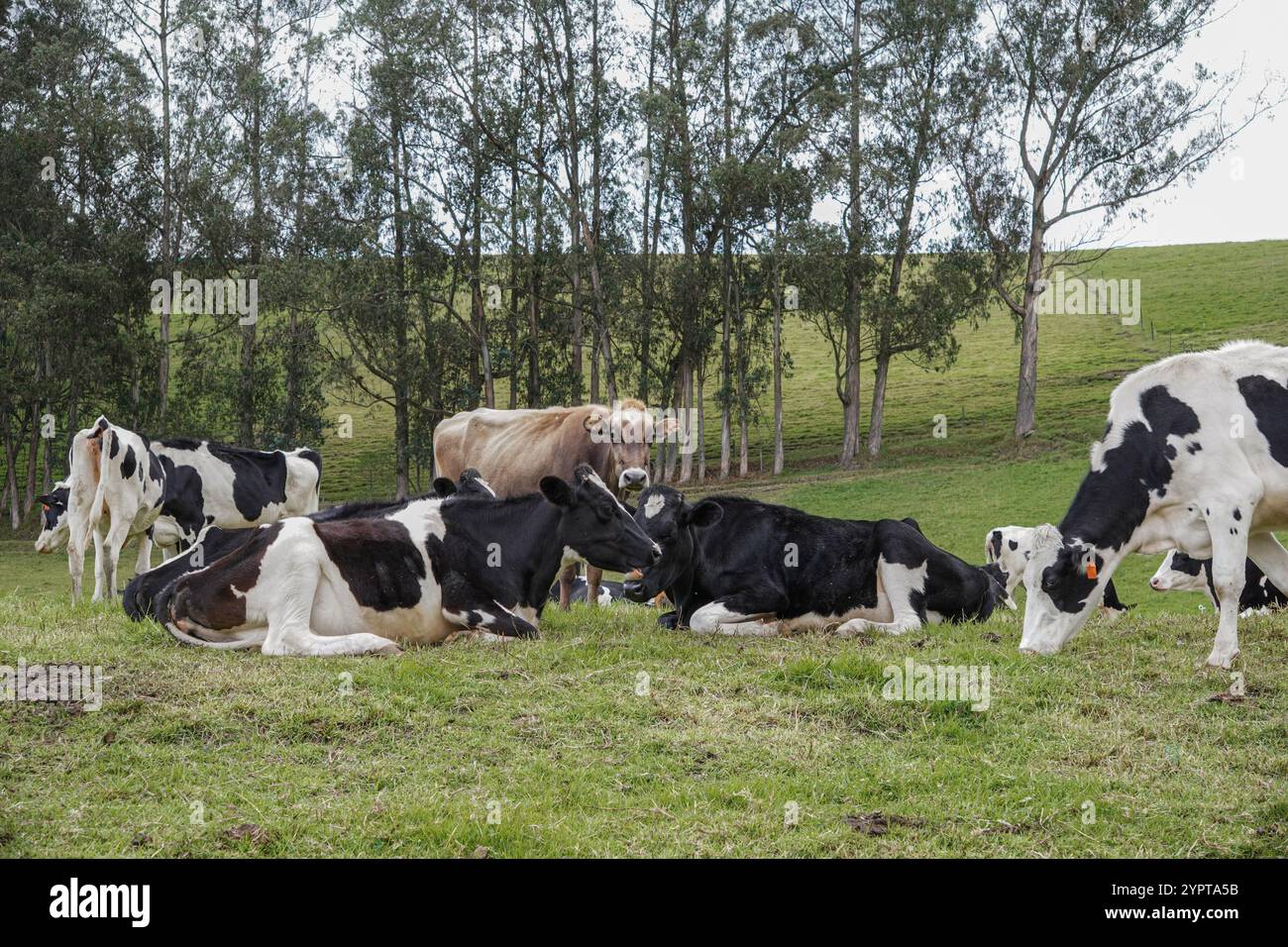 Aerial view cattle group cows hi-res stock photography and images - Alamy