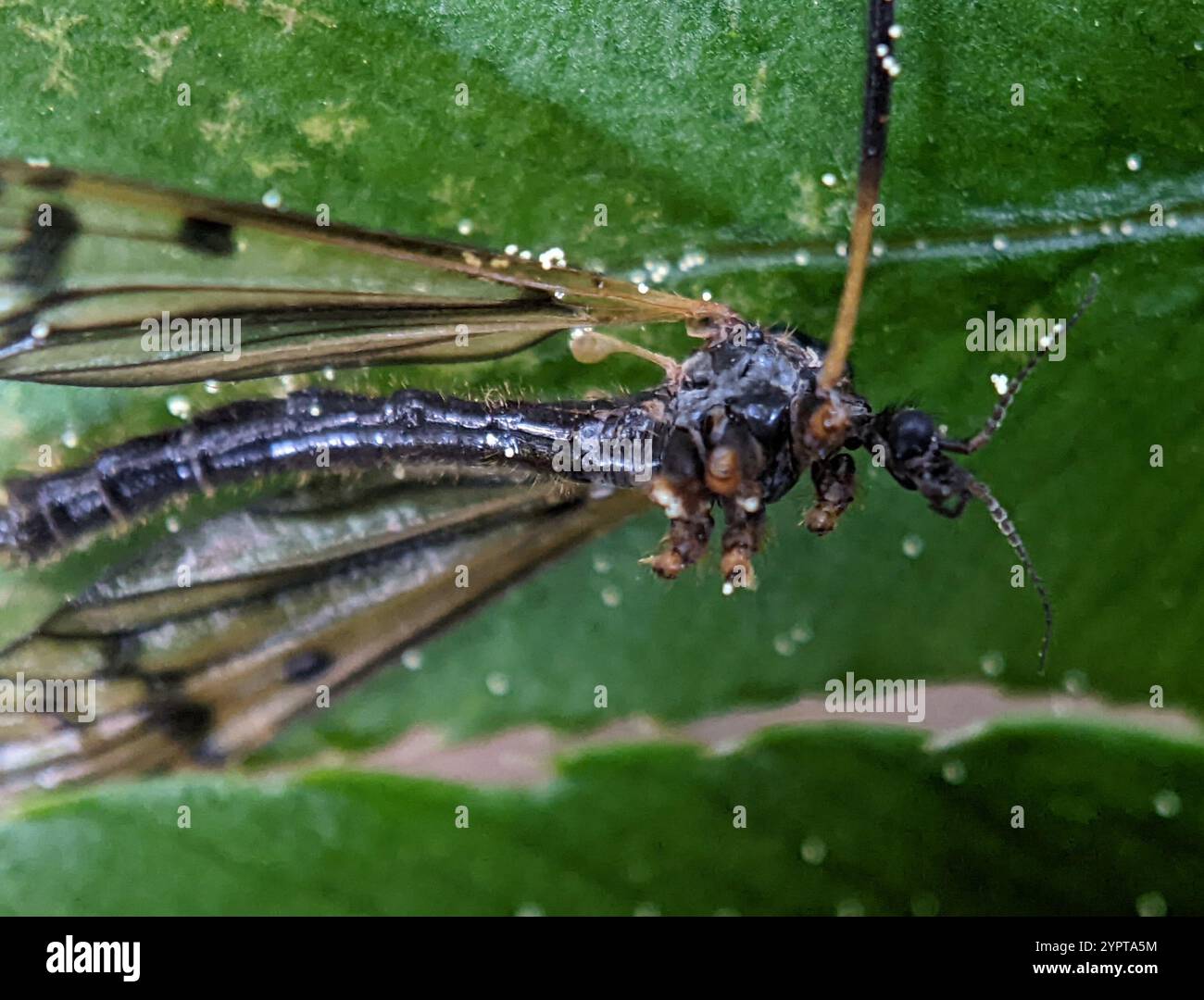 Typical Crane Flies (Tipuloidea Stock Photo - Alamy