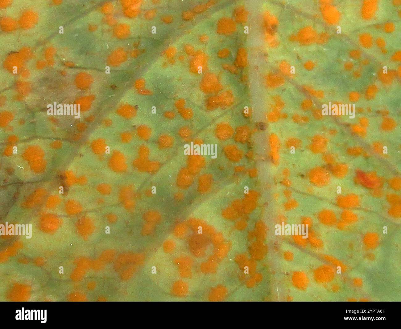 rust fungi (Pucciniales Stock Photo - Alamy