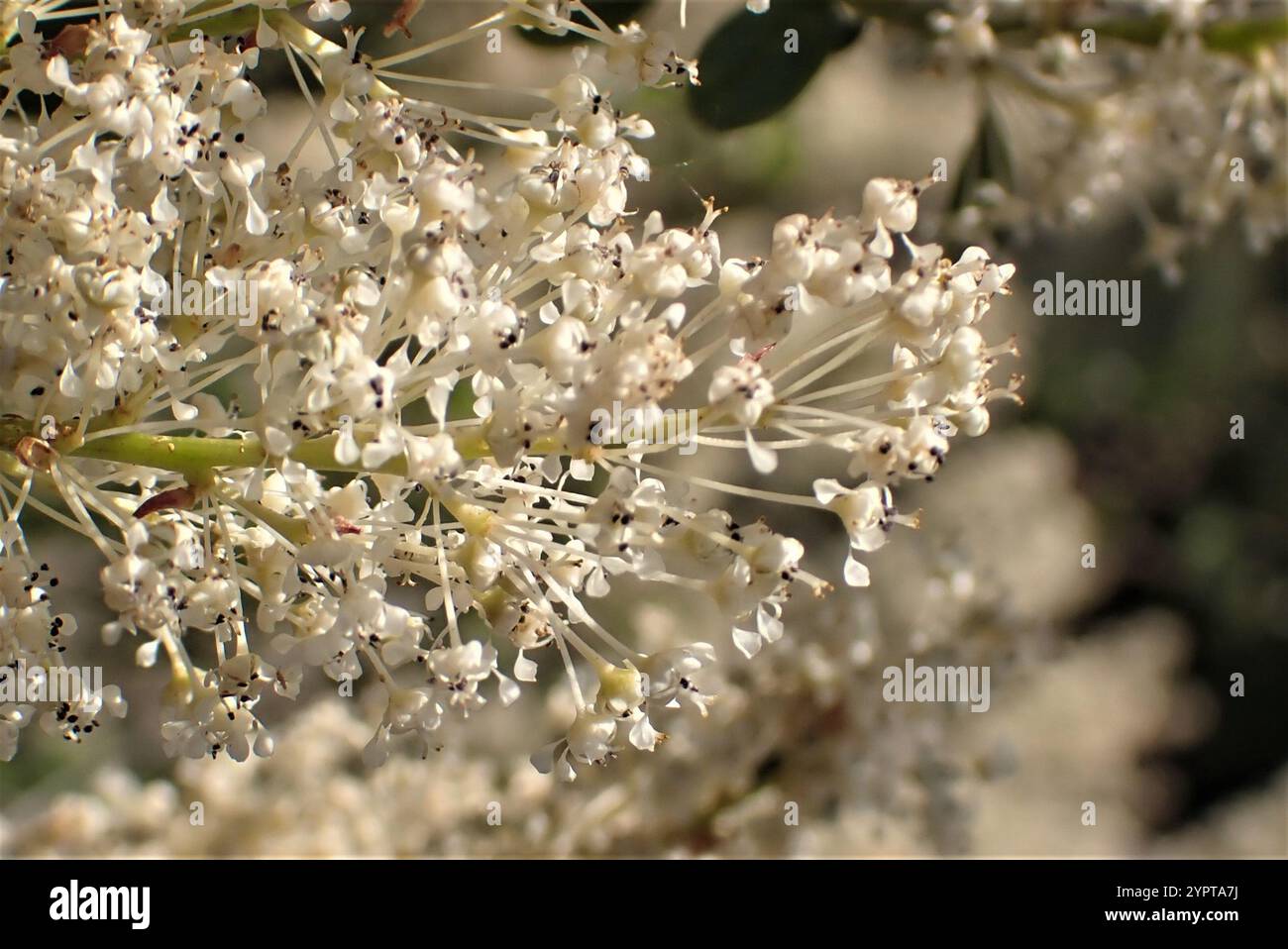 deerbrush ceanothus (Ceanothus integerrimus Stock Photo - Alamy