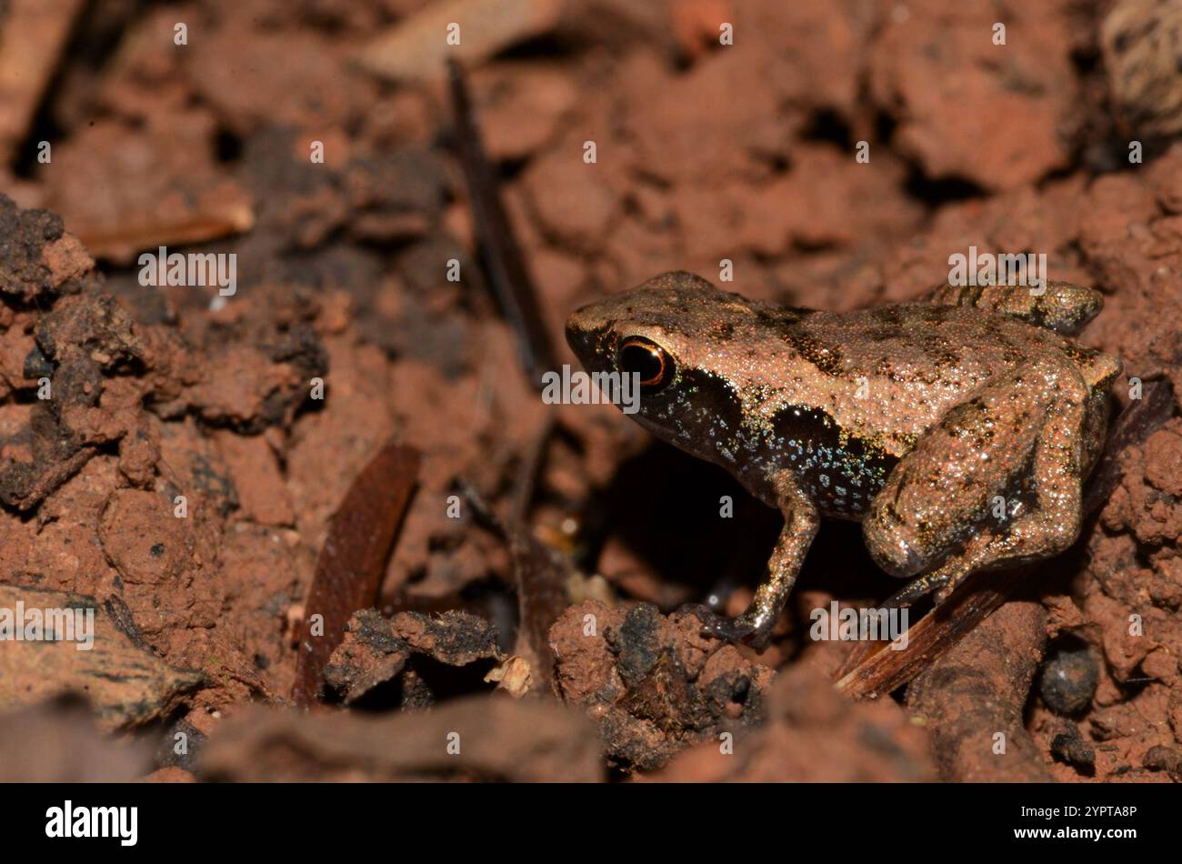 Andoany Stump-toed Frog (Stumpffia pygmaea Stock Photo - Alamy