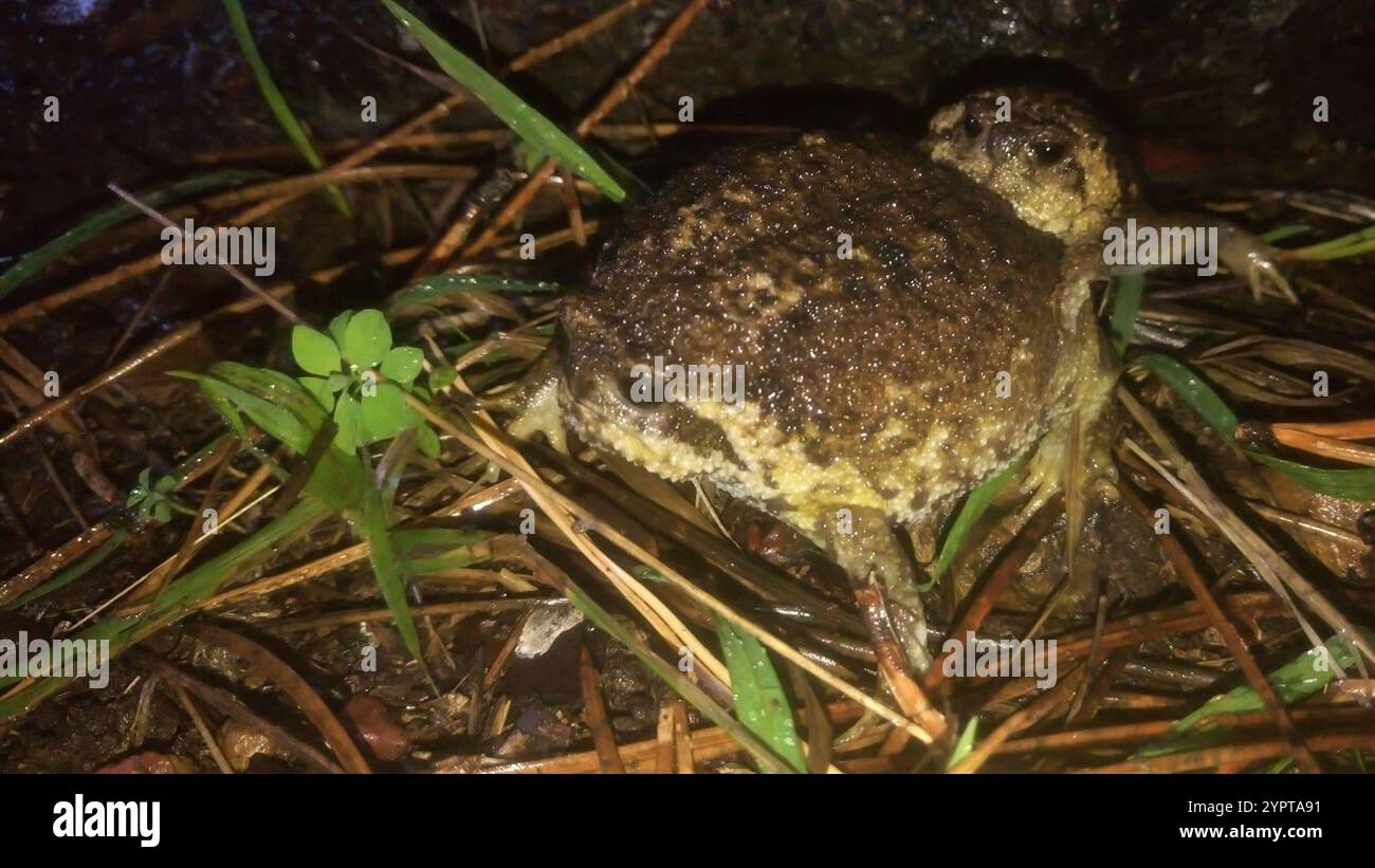 Giant Rain Frog (Breviceps gibbosus Stock Photo - Alamy