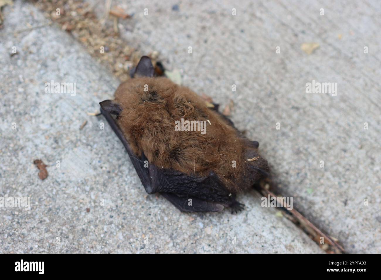 Mouse-eared Bats (Myotis Stock Photo - Alamy