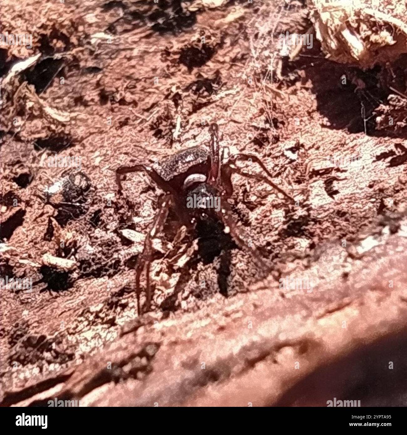 Rabbit Hutch Spider (Steatoda bipunctata Stock Photo - Alamy