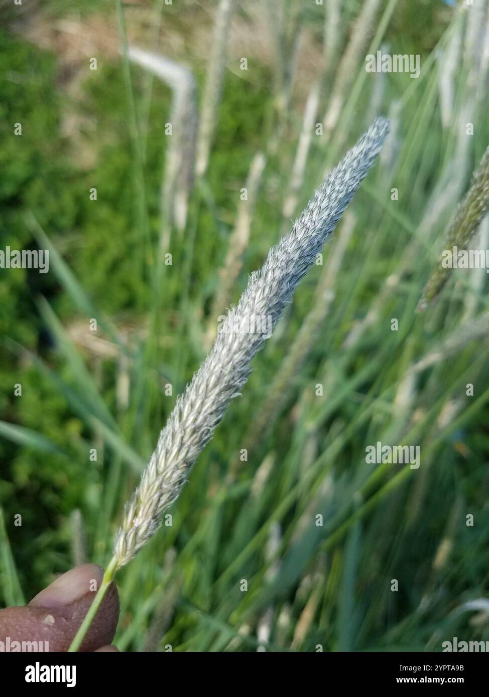 Foxtail grasses (Alopecurus Stock Photo - Alamy