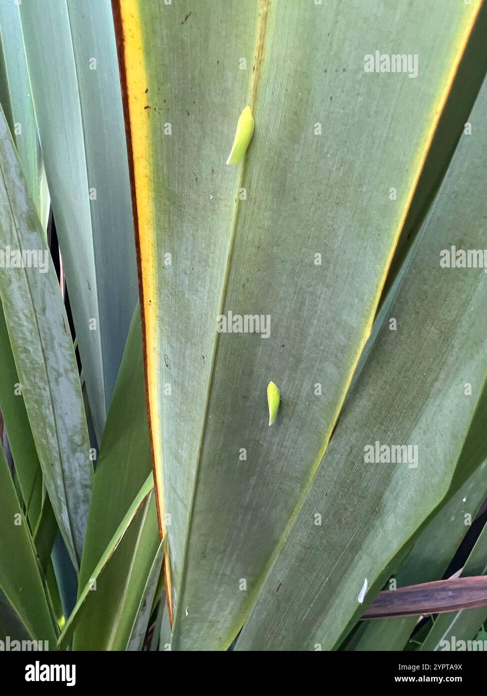 Torpedo Bug (Siphanta acuta Stock Photo - Alamy