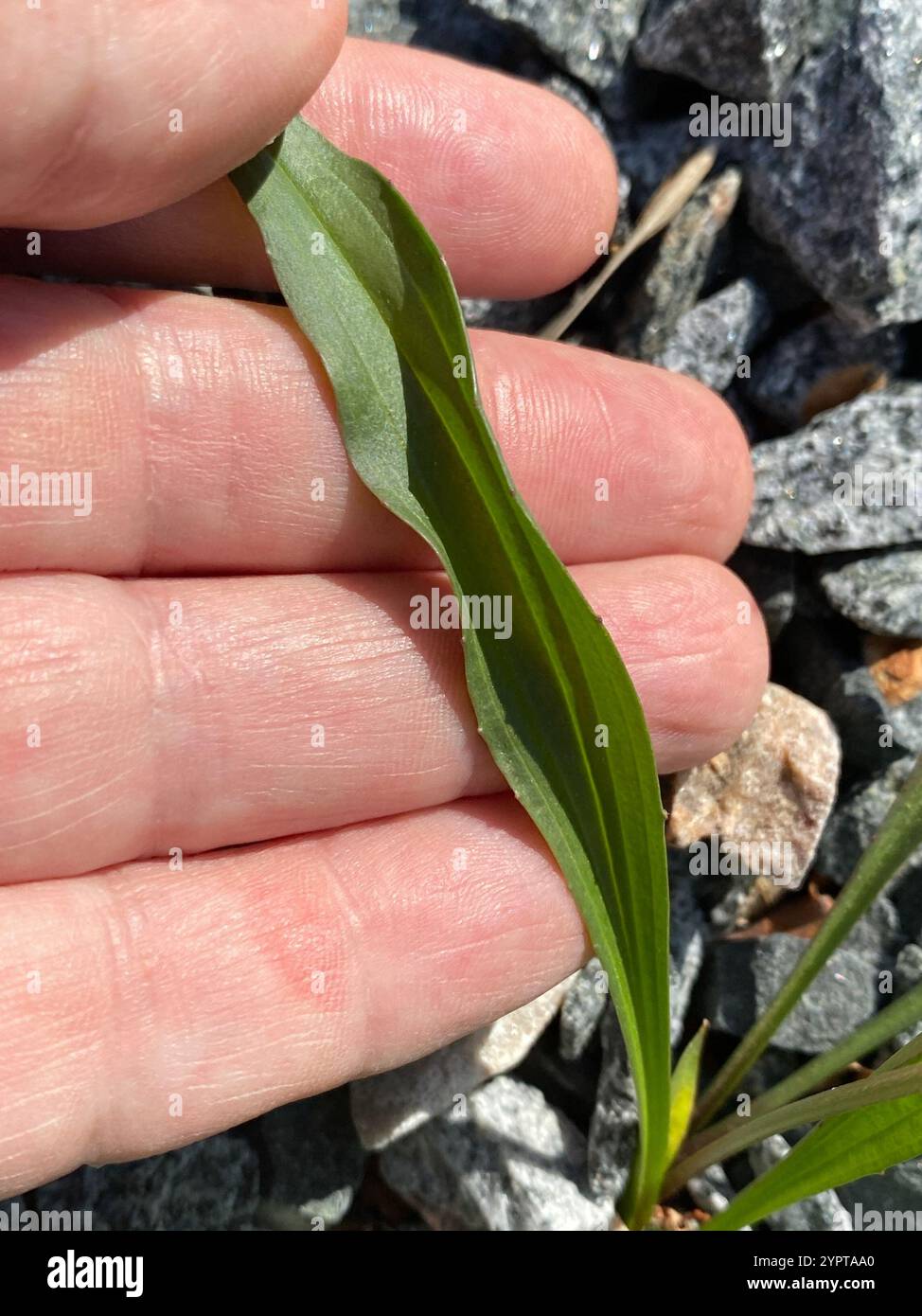 ribwort plantain (Plantago lanceolata Stock Photo - Alamy