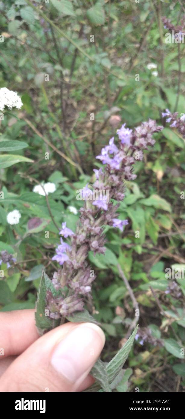 Tropical Bushmint (Hyptis mutabilis Stock Photo - Alamy