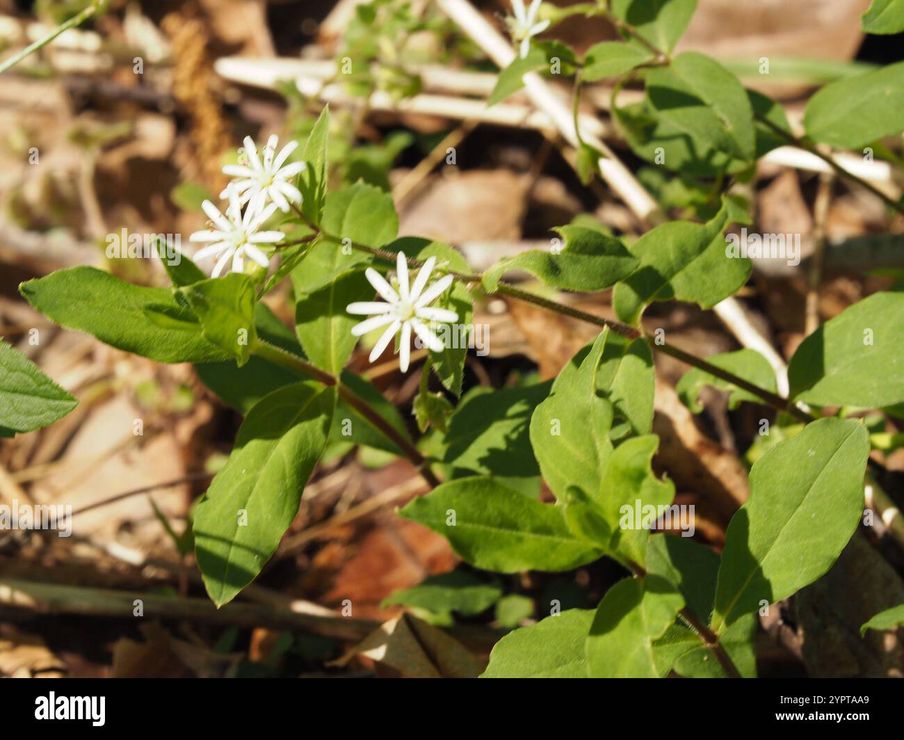 star chickweed (Stellaria pubera Stock Photo - Alamy