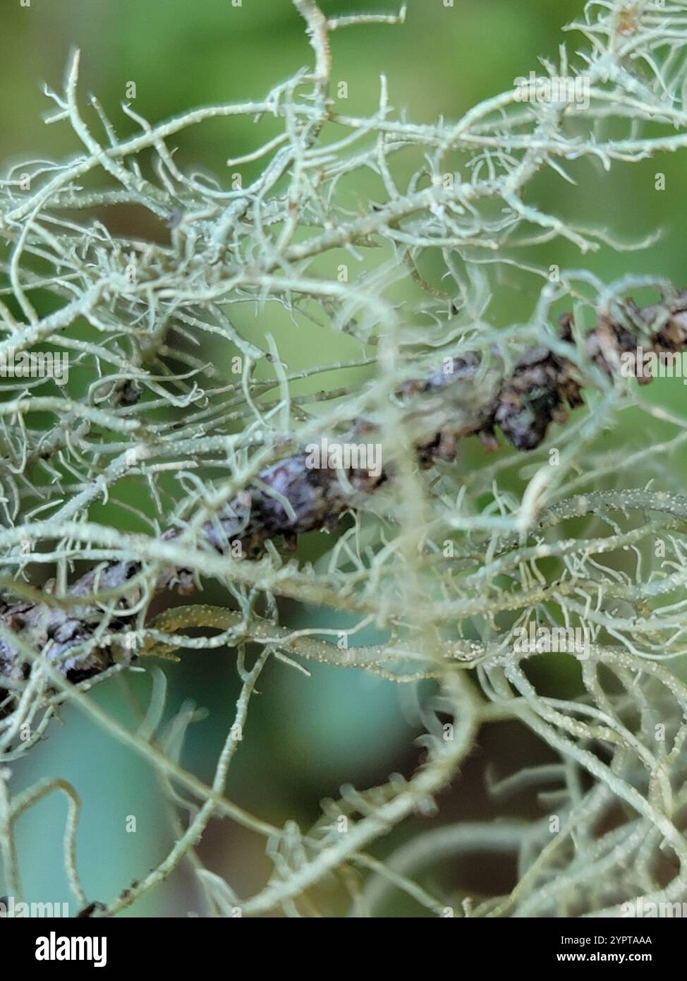 Boreal Beard Lichen (Usnea subfloridana Stock Photo - Alamy