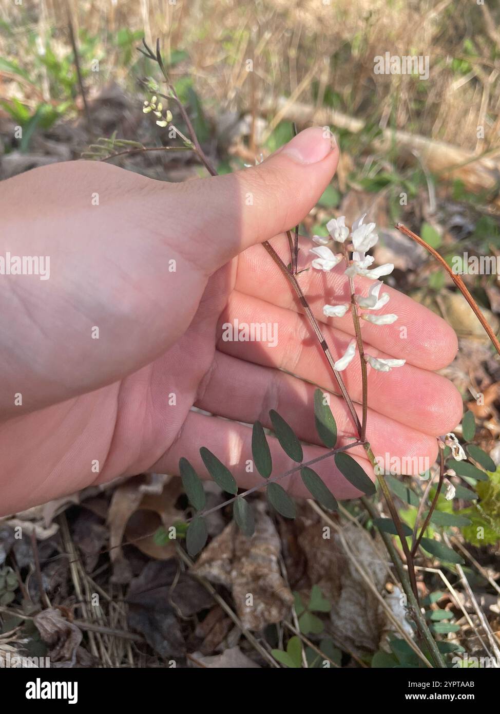 Carolina Vetch (Vicia caroliniana Stock Photo - Alamy