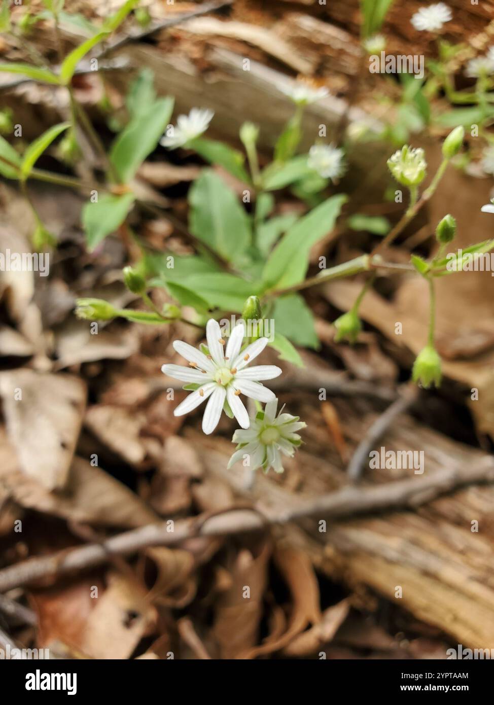star chickweed (Stellaria pubera Stock Photo - Alamy