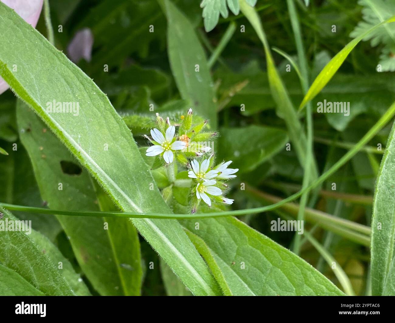 Common mouse-ear chickweed (Cerastium fontanum Stock Photo - Alamy