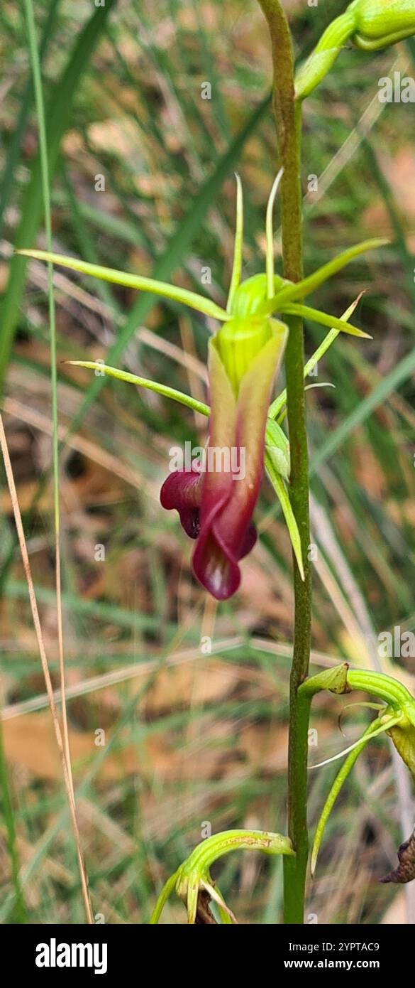 Large Tongue Orchid (Cryptostylis subulata Stock Photo - Alamy