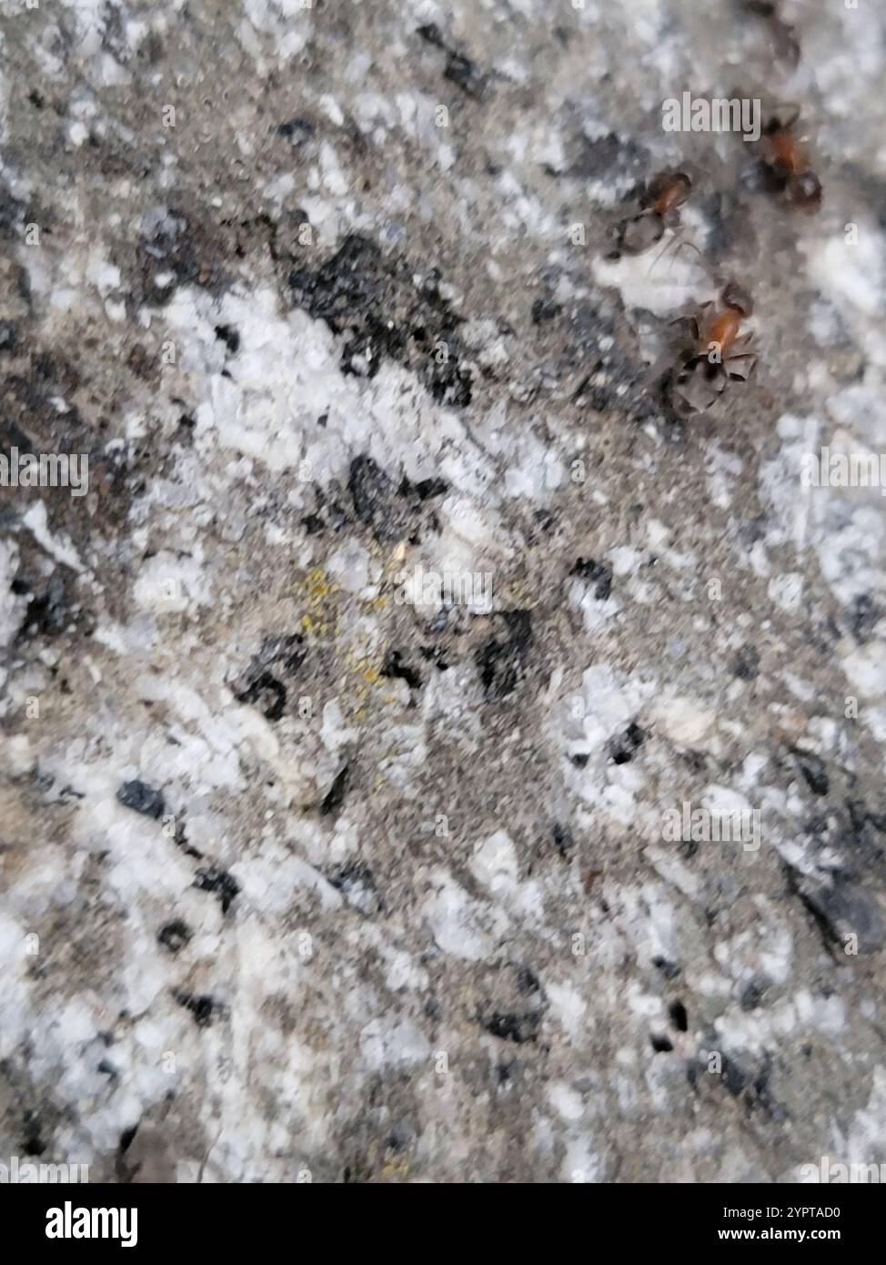 Western Velvety Tree Ant (Liometopum occidentale Stock Photo - Alamy