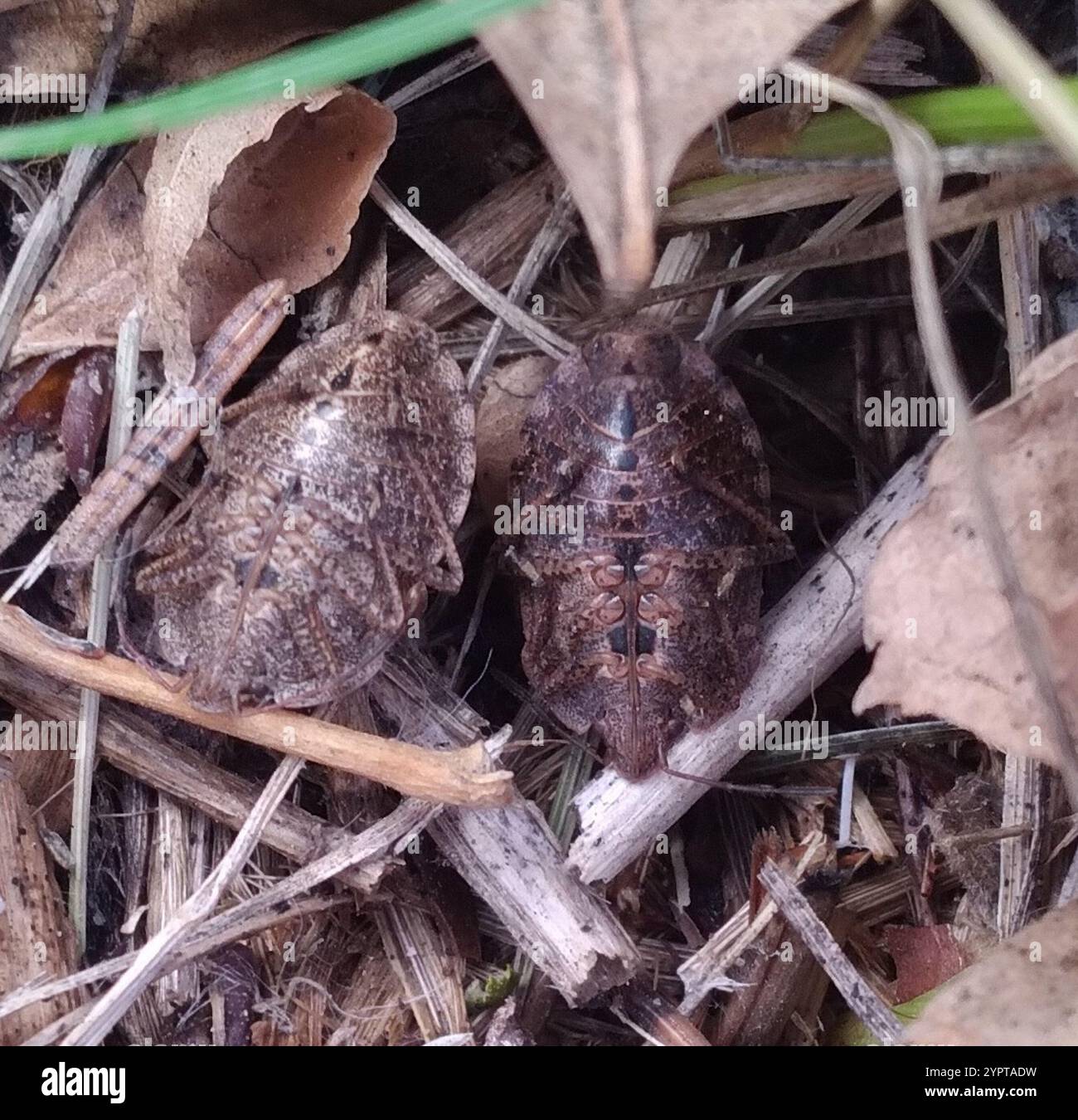 Elf Shoe Stink Bug (Menecles insertus Stock Photo - Alamy