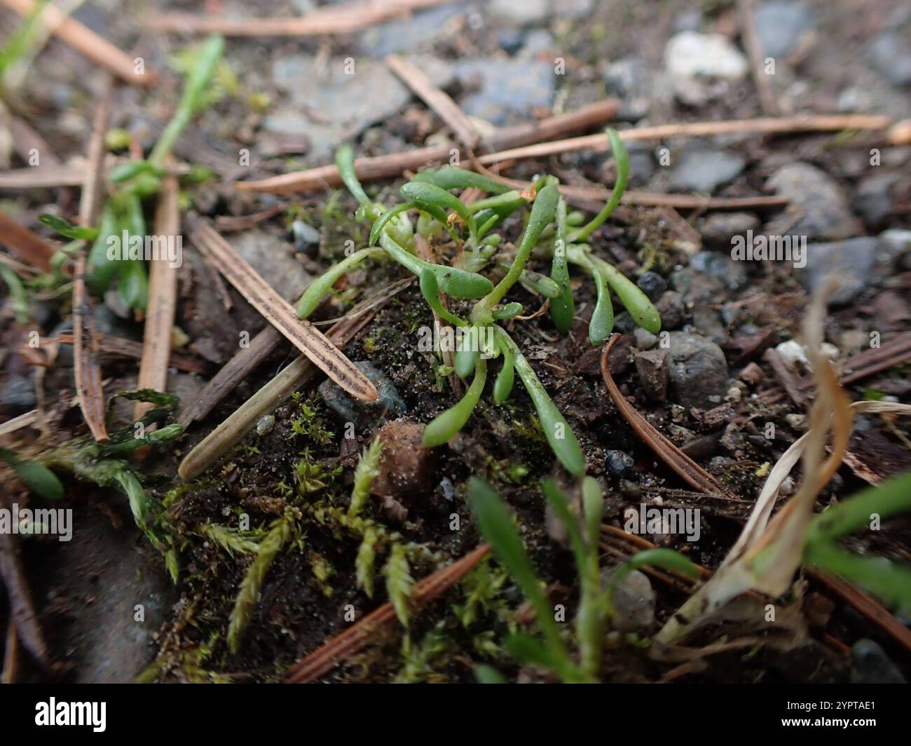 howell's montia (Montia howellii Stock Photo - Alamy